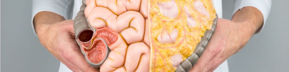 Anatomie und Funktion des Darms | Darmkrebs